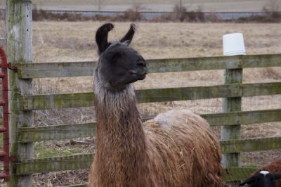 Artisanal Sheep Cheese: Shepherds Manor Creamery Part 1 of 2 - Countryside